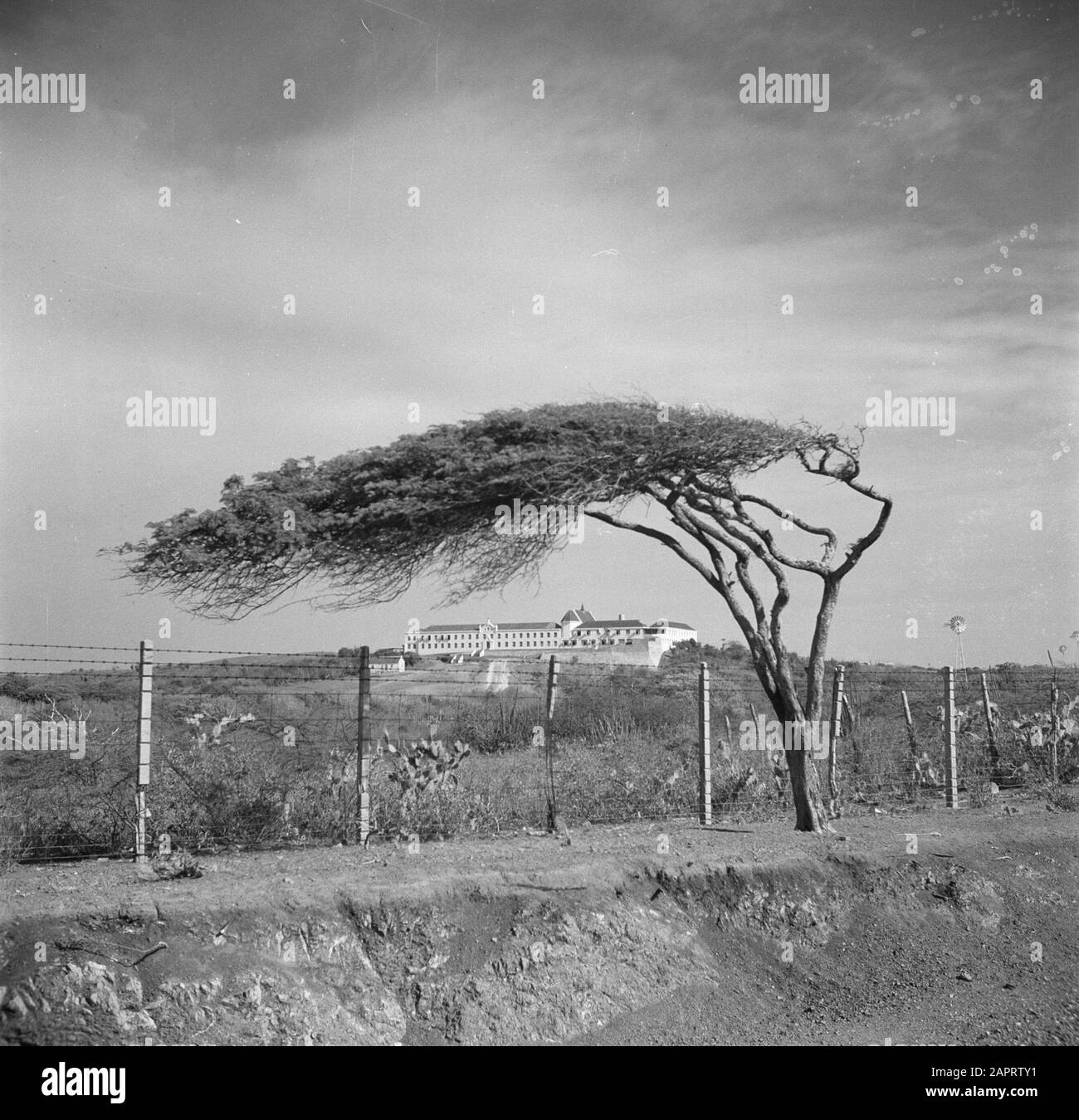 Divi divi tree Black and White Stock Photos & Images - Alamy
