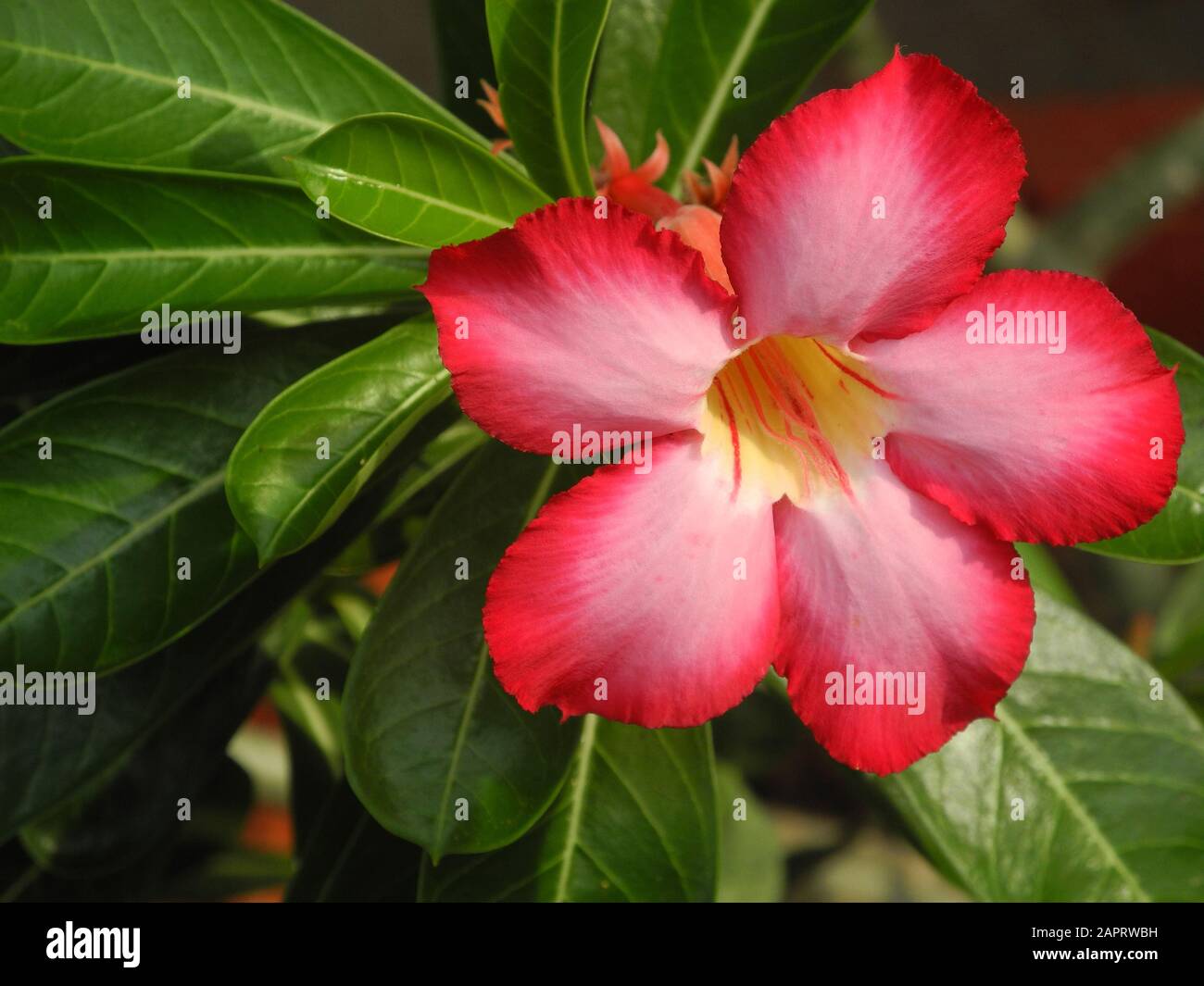 Kerala Garden Flower High Resolution Stock Photography and Images - Alamy