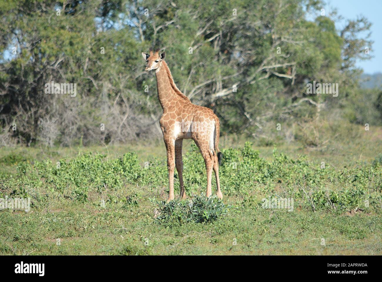 A young giraffe hi-res stock photography and images - Alamy