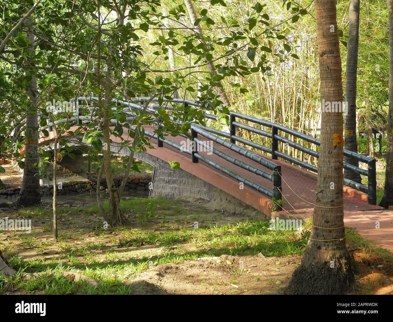 The road on the pedestrian bridge among thickets of tropical trees in ...