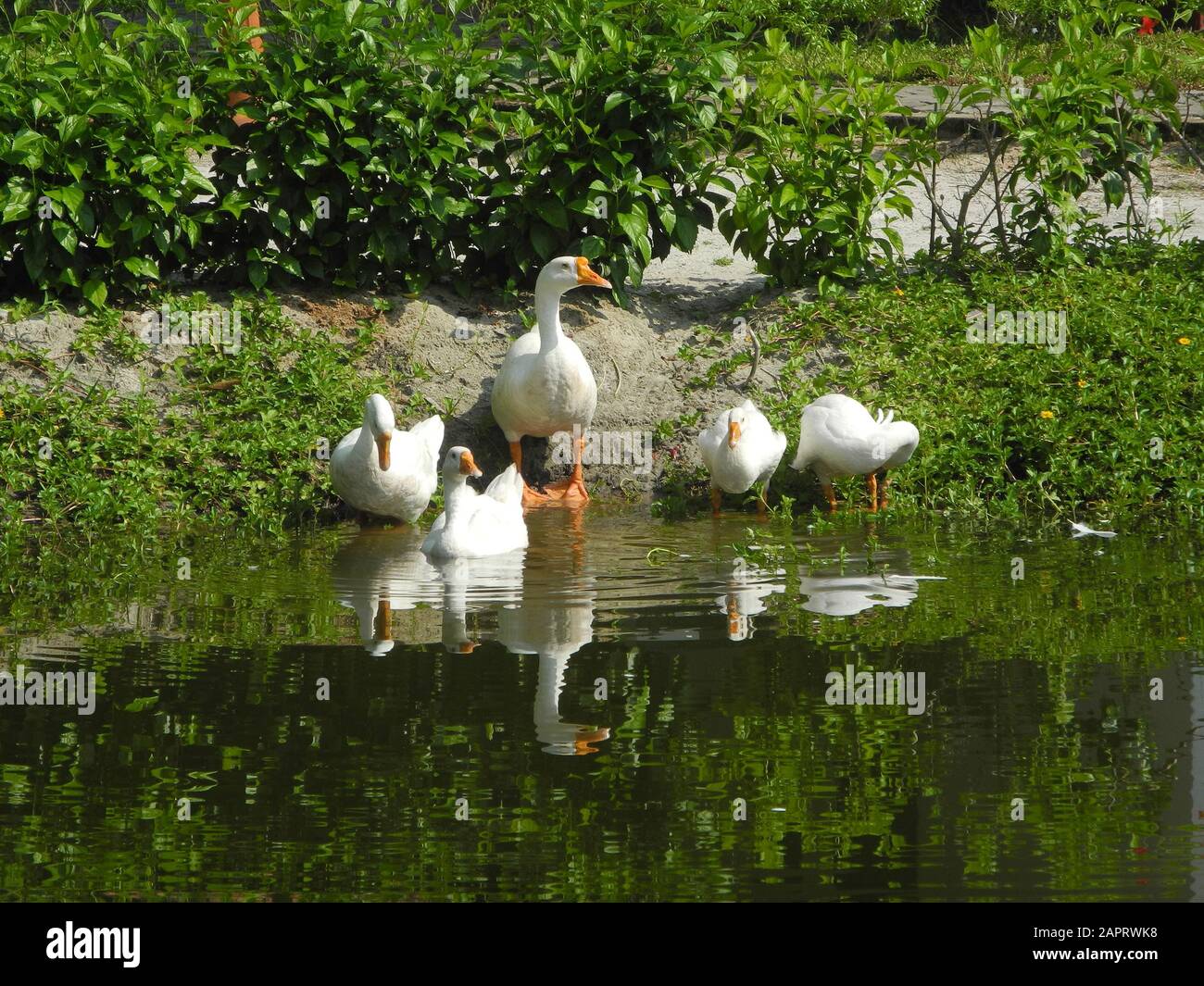 Flock of white geese at the pond in Kochi, Kerala, India Stock Photo ...
