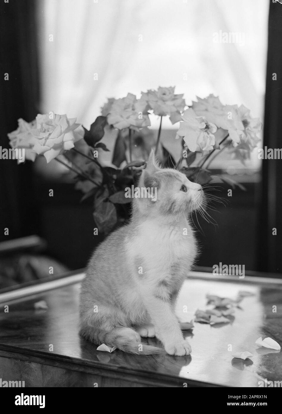 Cats with flower Black and White Stock Photos & Images - Alamy