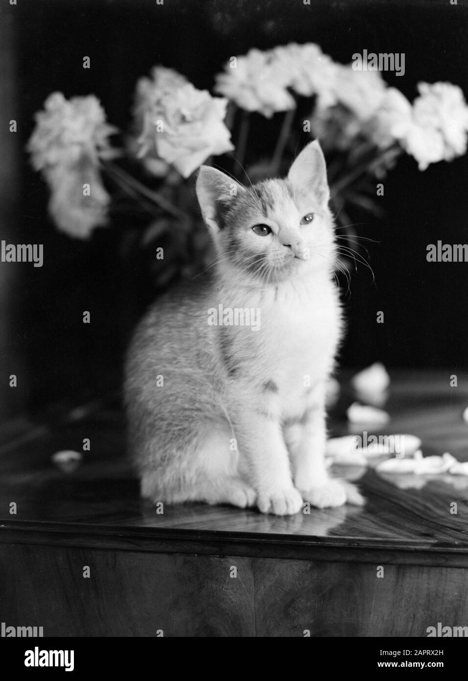 Picture composition cat Black and White Stock Photos & Images - Alamy