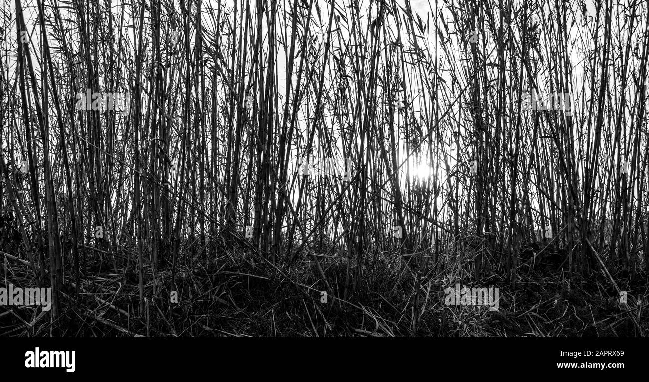 Panoramic greyscale shot of tall branches of plants Stock Photo - Alamy
