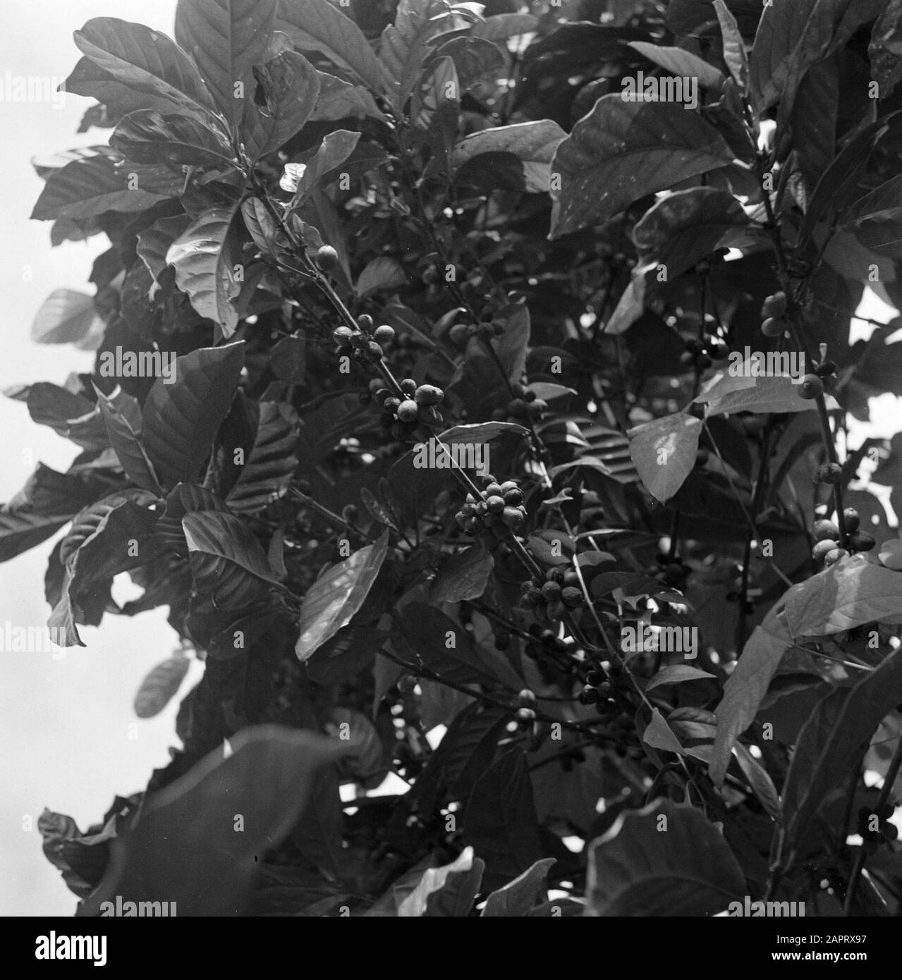 Travel to Suriname and the Netherlands Antilles A coffee tree at the ...