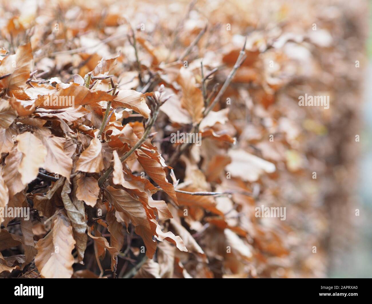 Green leaves bush wooden stalk hi-res stock photography and images - Alamy