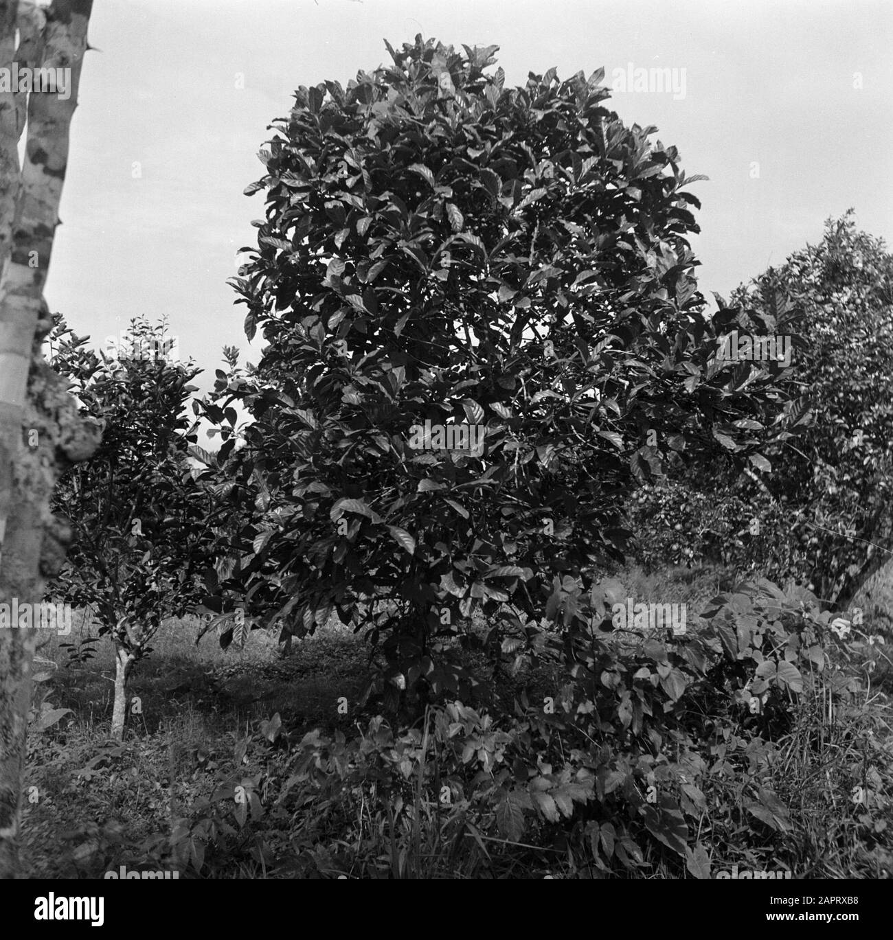 Travel to Suriname and the Netherlands Antilles A coffee tree at the ...