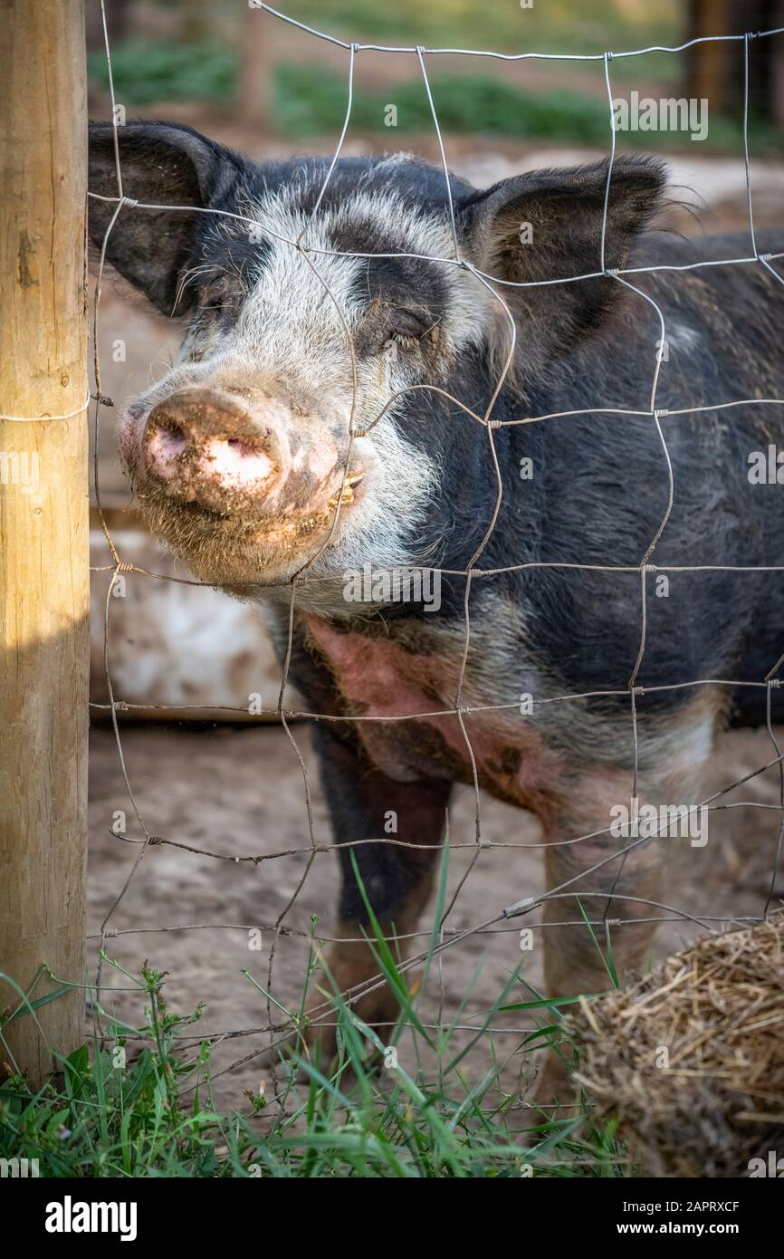 Pig fence hi-res stock photography and images - Alamy