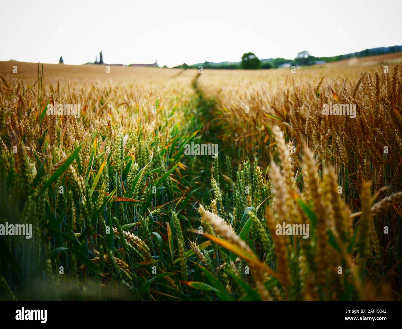 Feuille éco hi-res stock photography and images - Alamy