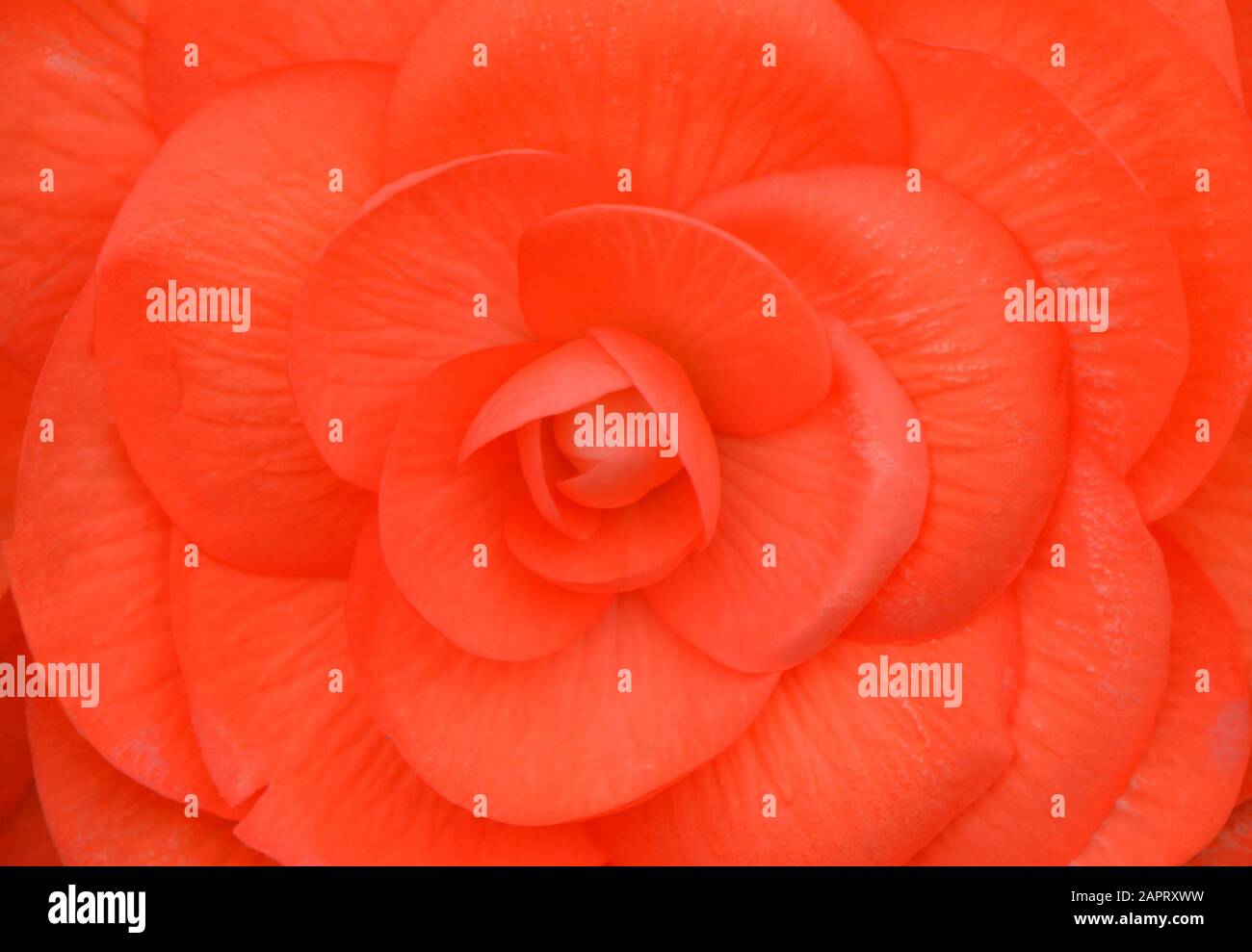 Gypsy flower hi-res stock photography and images - Alamy