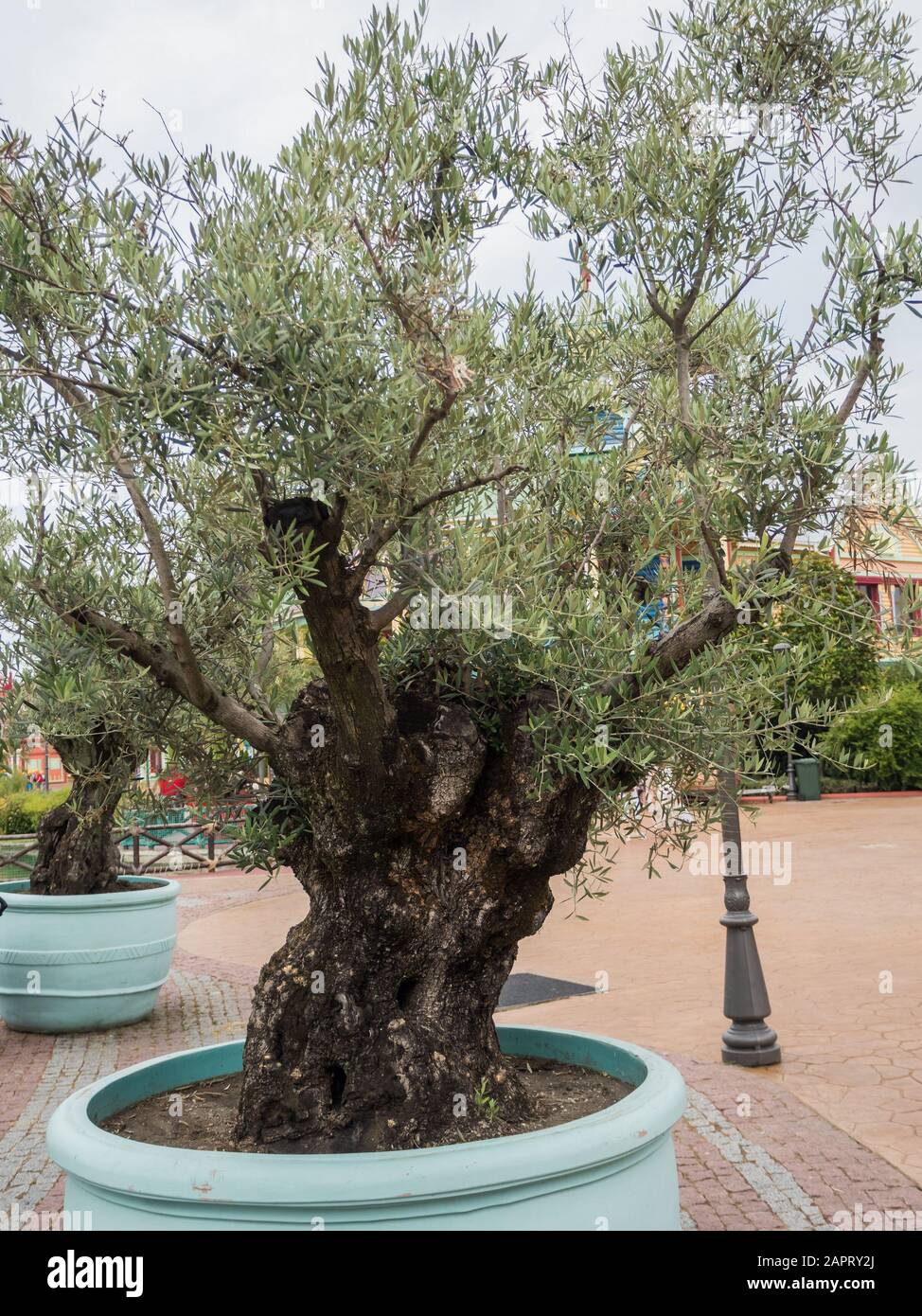 Large olive tree in pot hi-res stock photography and images - Alamy