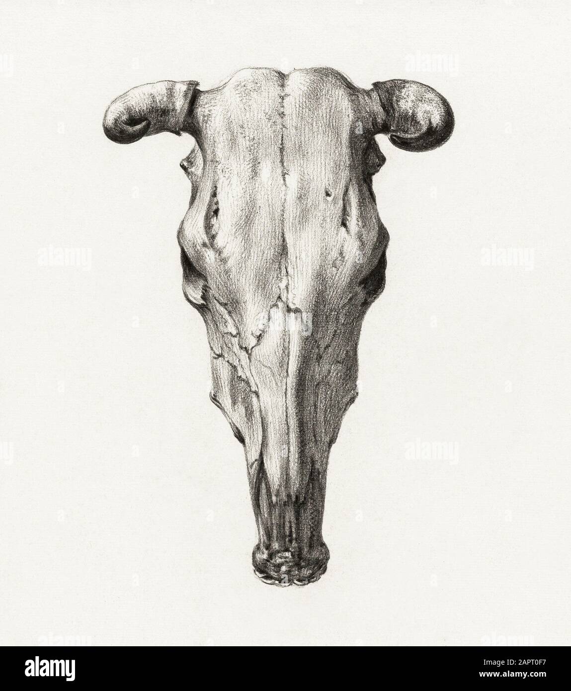 Vintage illustration artwork from an original plate Stock Photo - Alamy