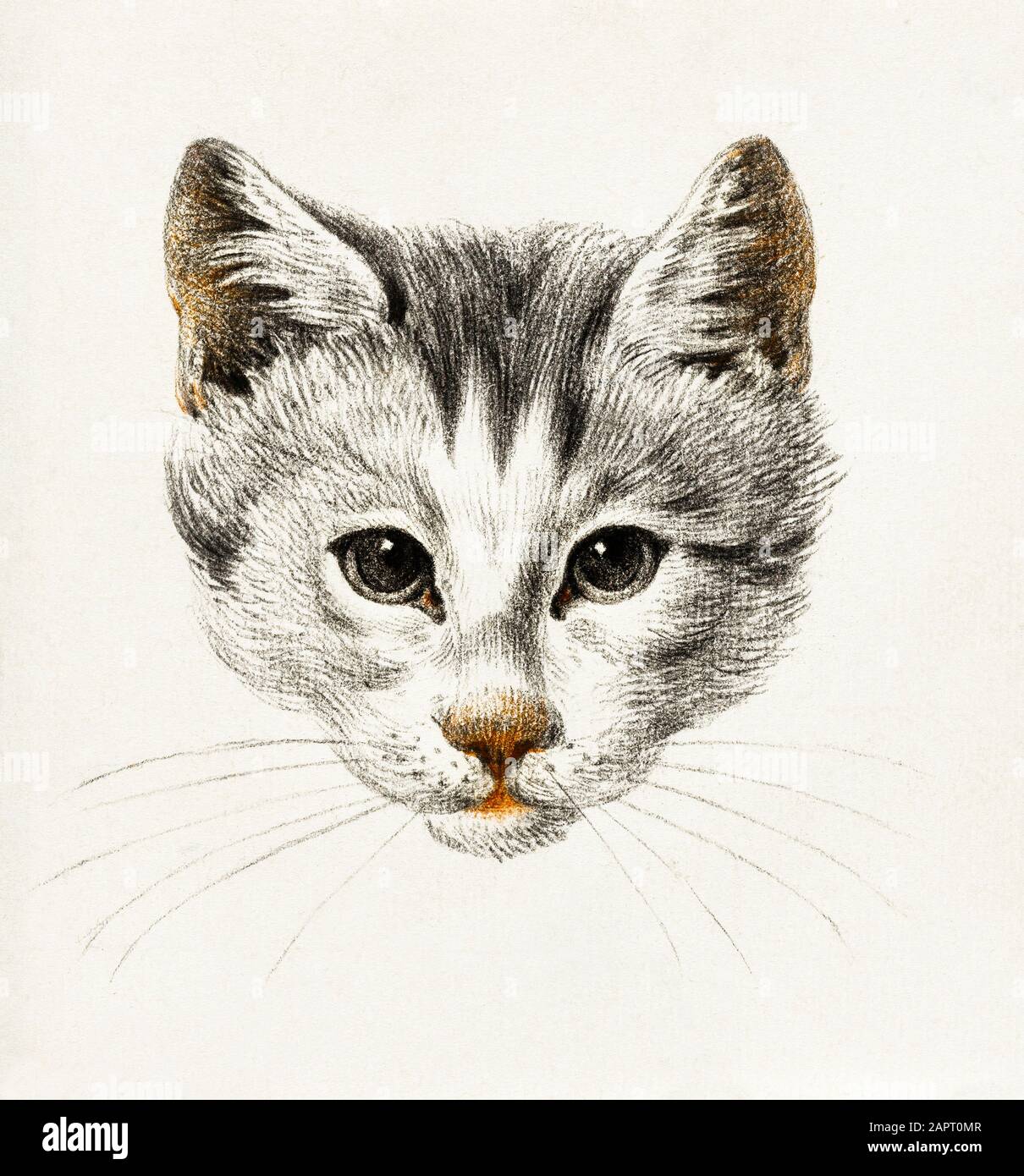 Vintage cat head painting hi-res stock photography and images - Alamy