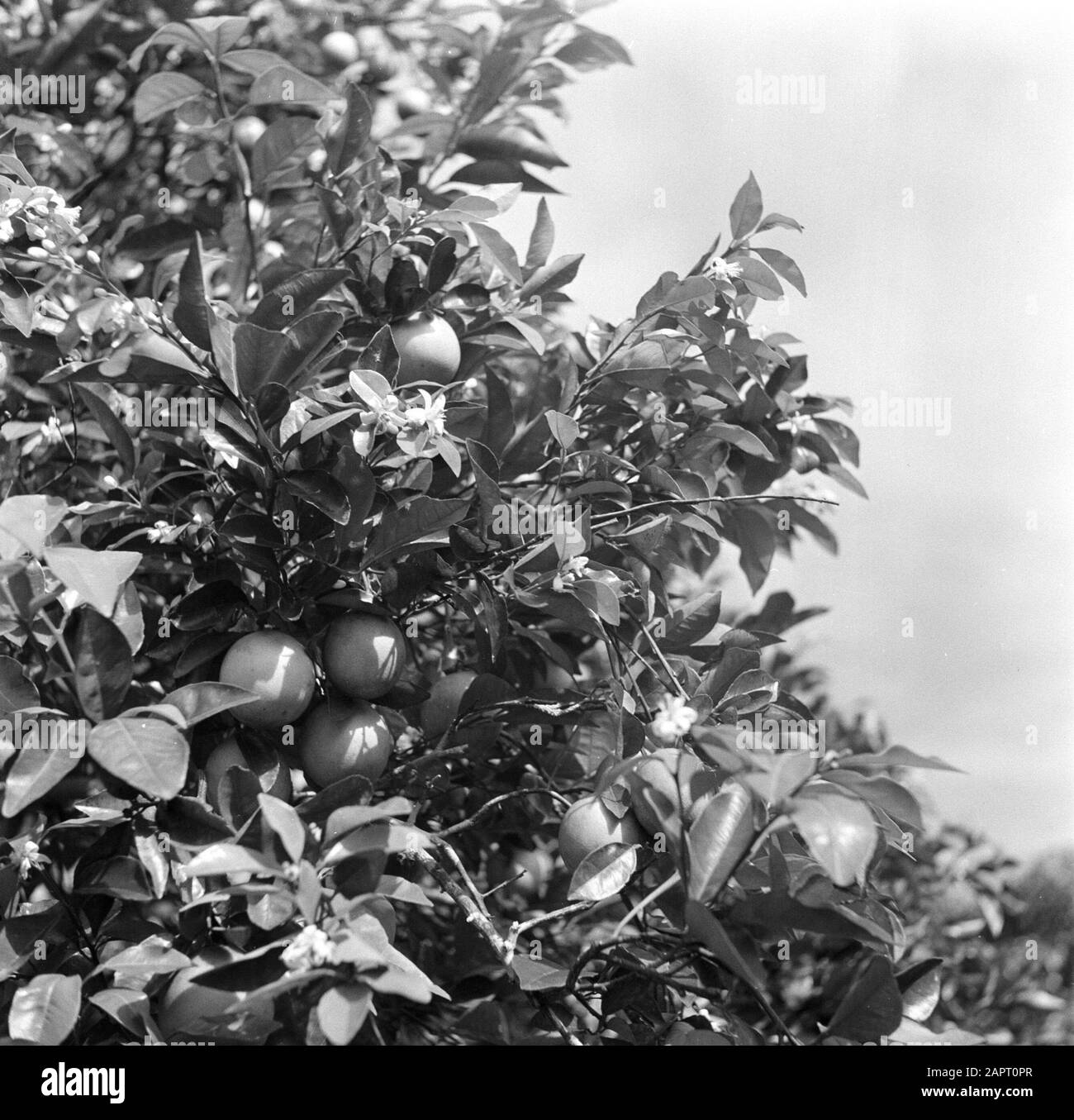 Travel to Suriname and the Netherlands Antilles An orange tree on the ...