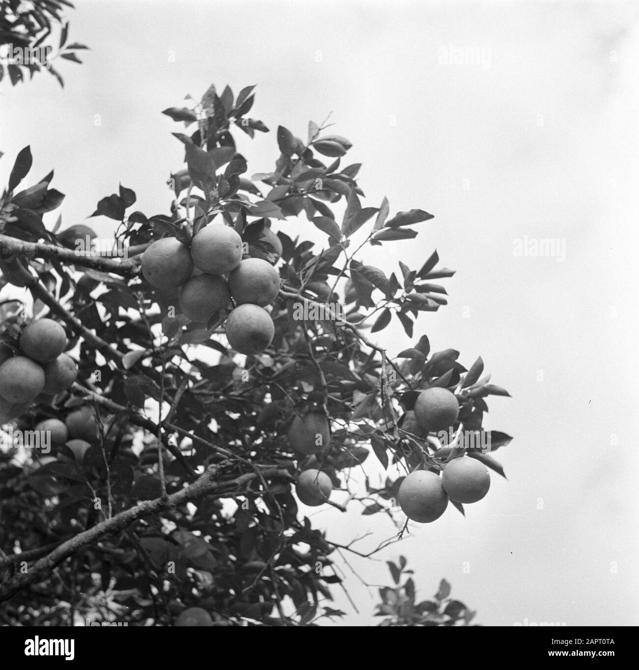 Travel to Suriname and the Netherlands Antilles An orange tree on the ...