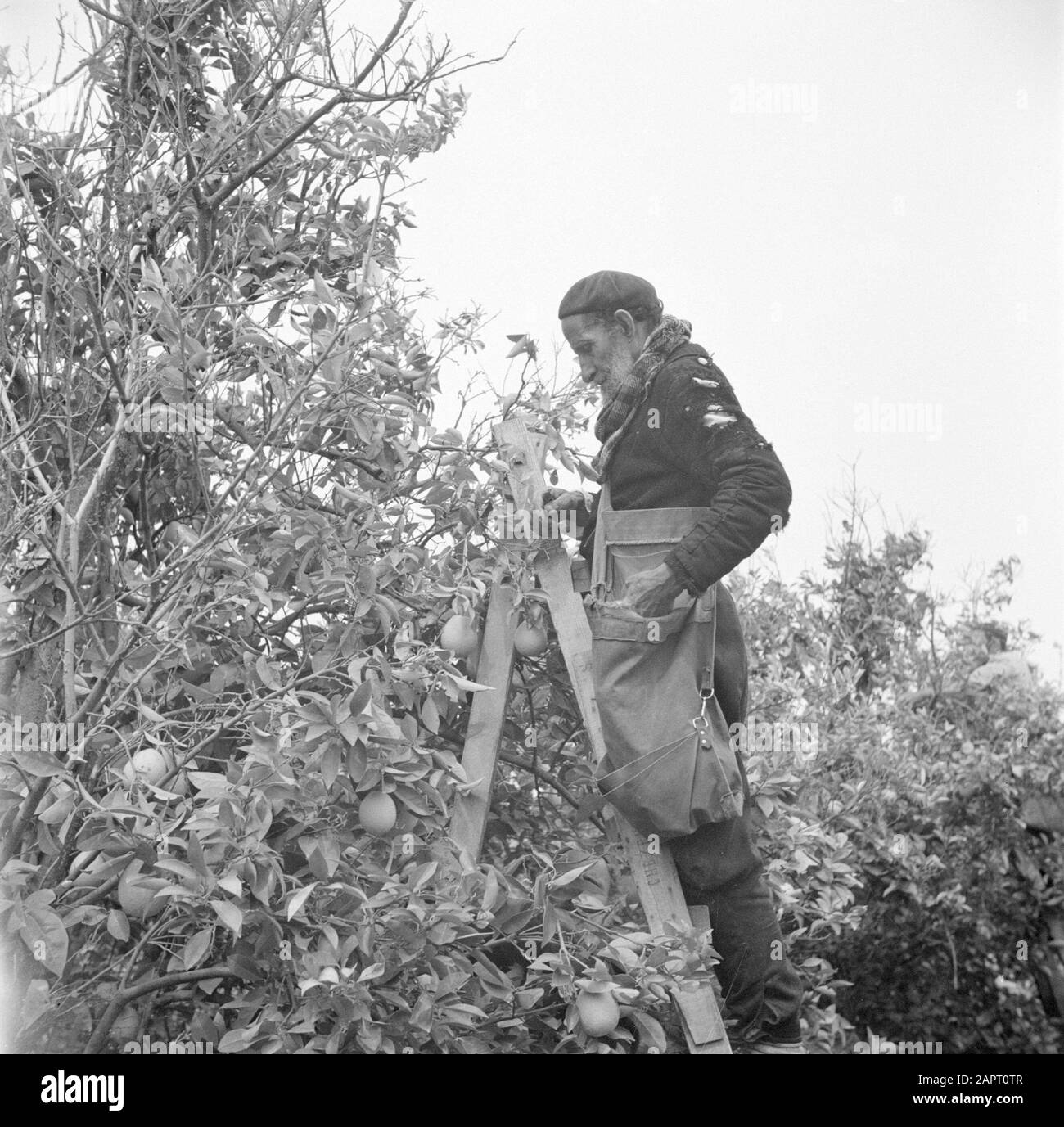 Israel 1948-1949:Pardes An orange picker on a citrus plantation near ...