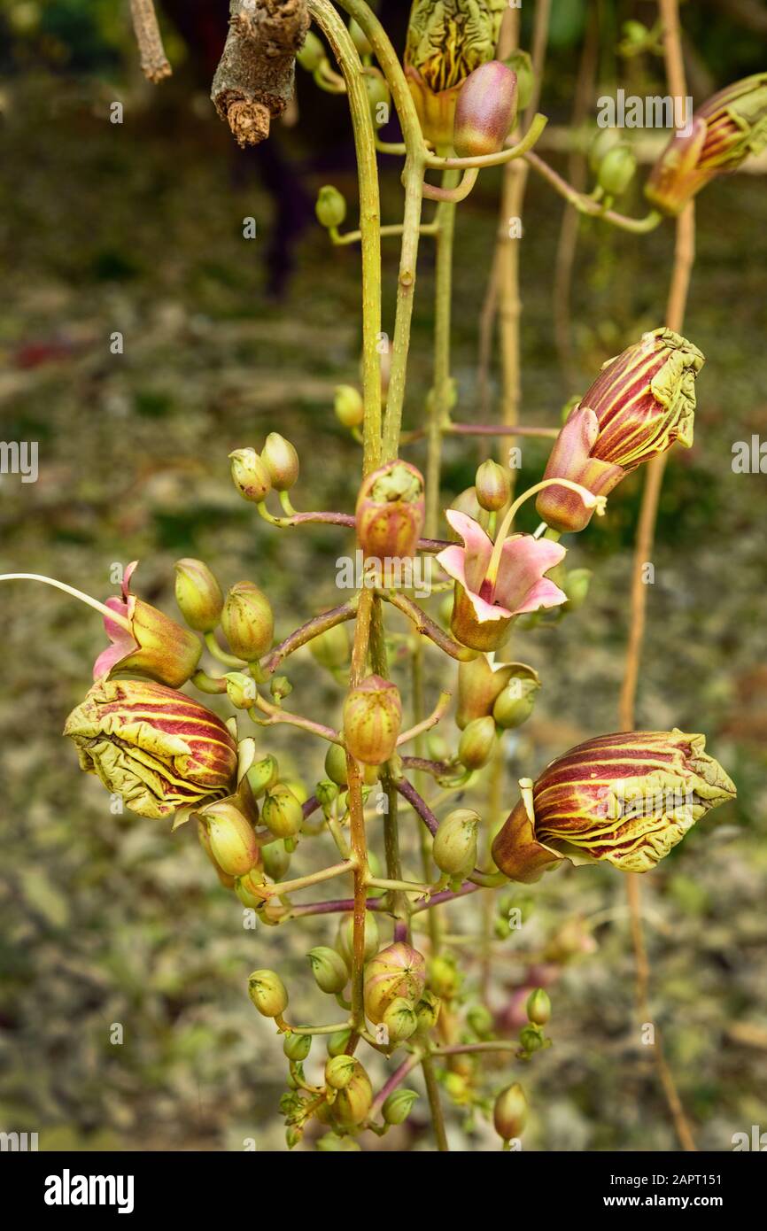 Flower of Sausage tree or Kigelia Africana Stock Photo - Alamy