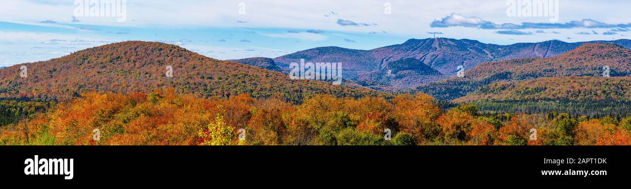 Vibrant autumn coloured foliage in the forest running over the ...