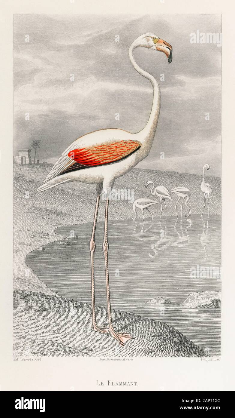 The Original Plate High Resolution Stock Photography and Images - Alamy