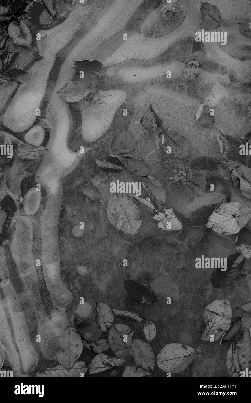 frozen snow in the forest Stock Photo - Alamy