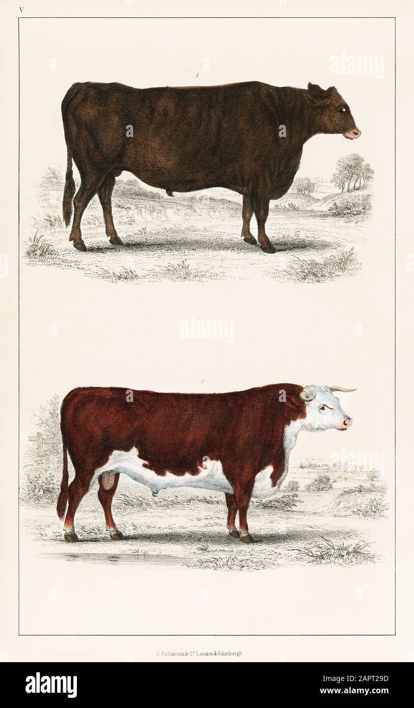 Vintage illustration artwork from an original plate Stock Photo - Alamy