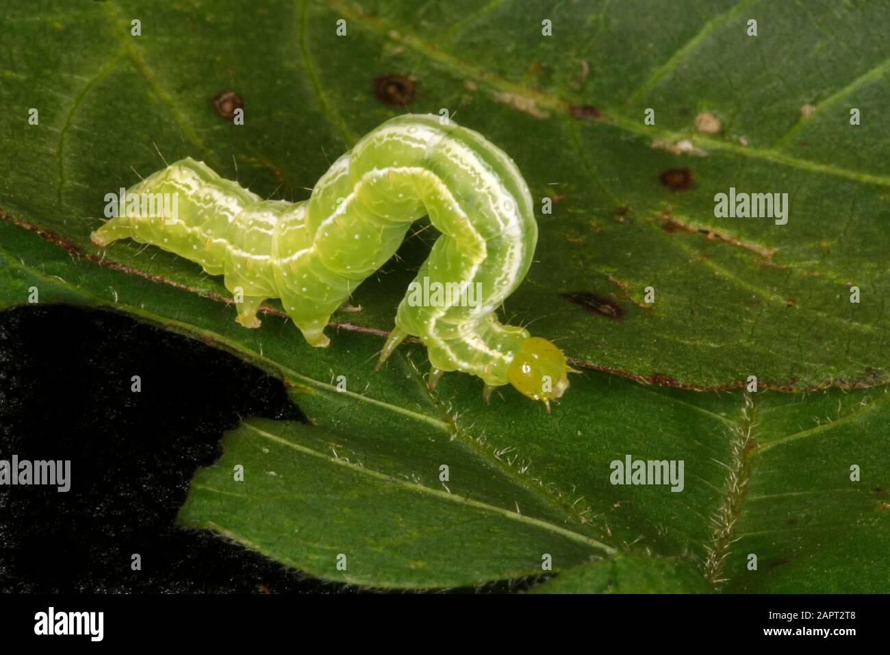 Agriculture - Closeup of a Soybean looper (Pseudoplusia includens ...