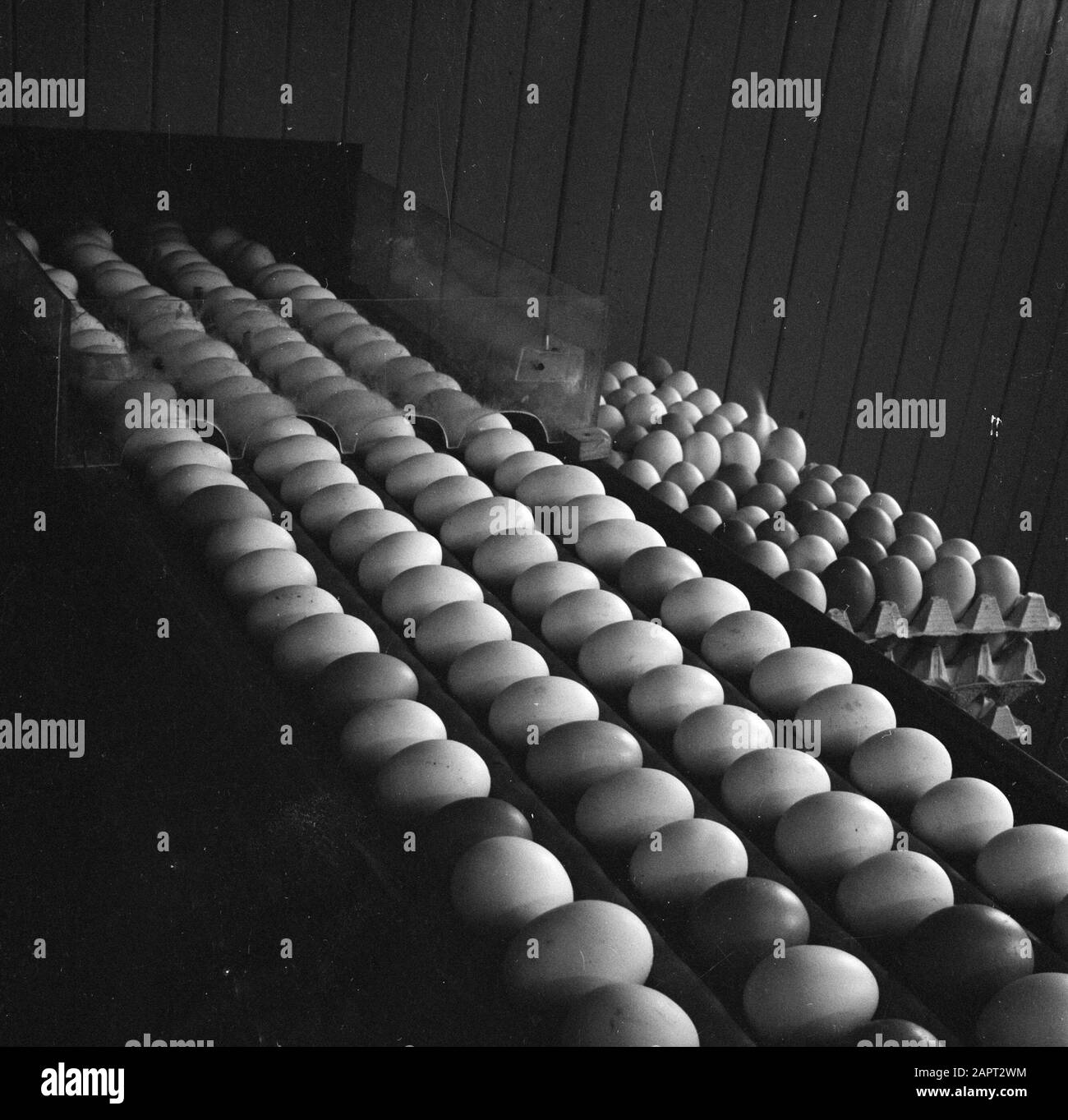 Egg export company D.A.æ Eggs at a sorting and wrapping machine Date ...