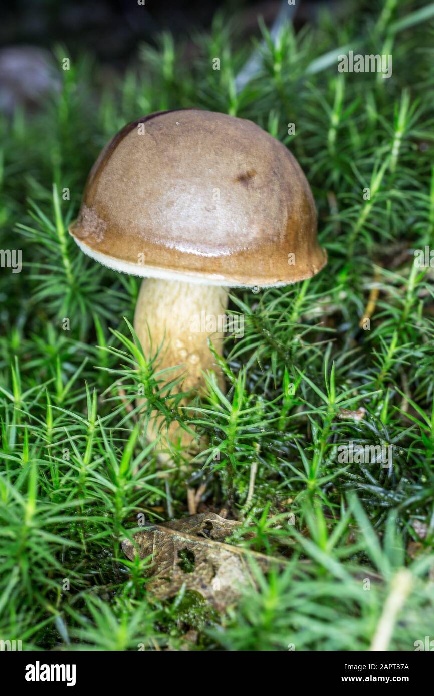 edible boletus in the forest floor Stock Photo - Alamy