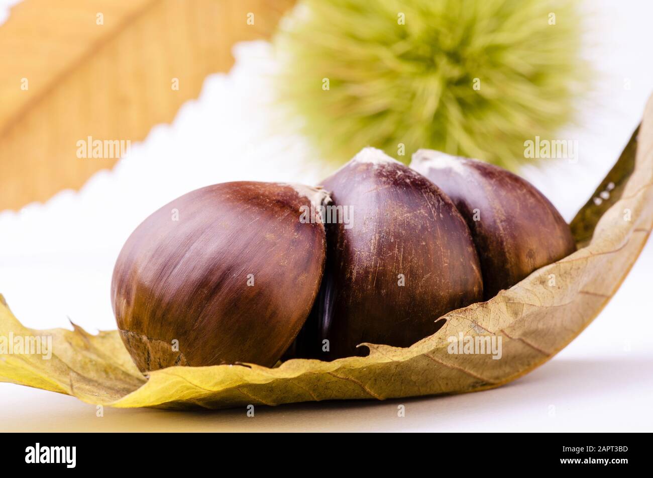 some chestnuts, chestnut hedgehog and foliage isolated from the white ...
