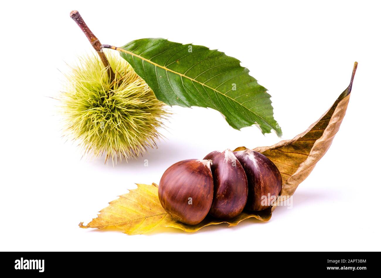 some chestnuts, chestnut hedgehog and foliage isolated from the white ...