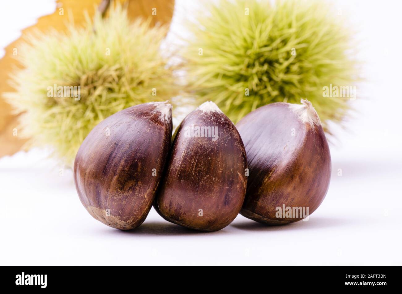 some chestnuts, chestnut hedgehog and foliage isolated from the white ...