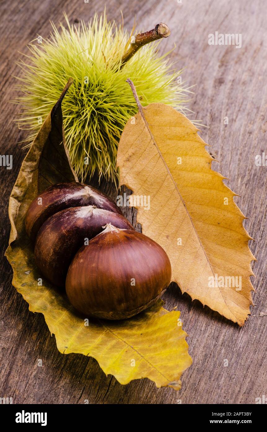 some chestnuts, chestnut hedgehog and leaves isolated on the rustic ...