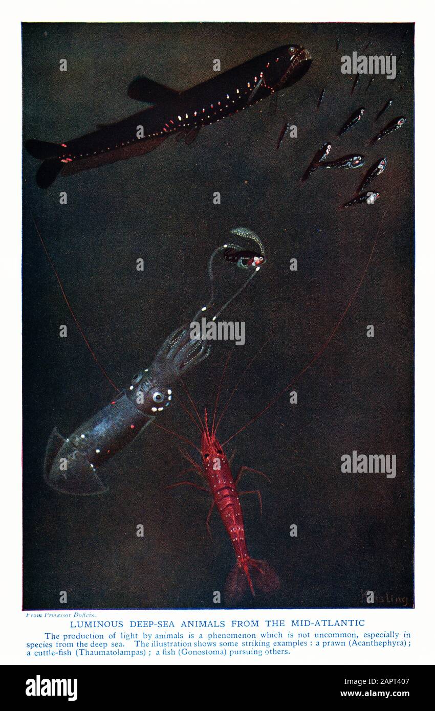 Vintage illustration artwork from an original plate Stock Photo - Alamy