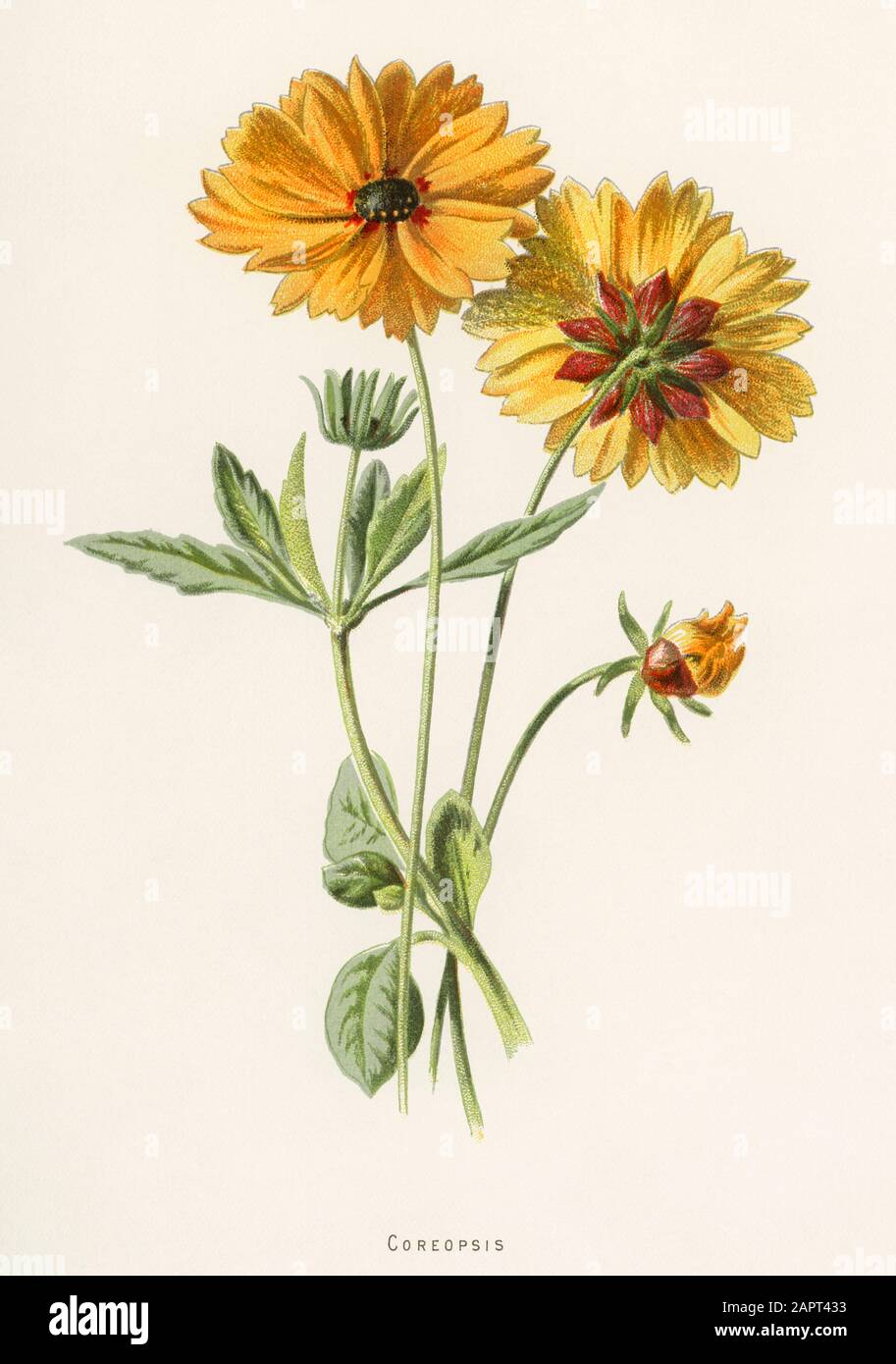 Vintage nature illustration Stock Photo - Alamy