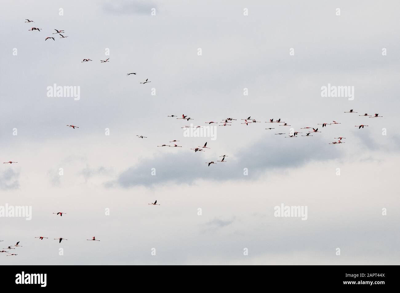 Exotic Birds In Flight