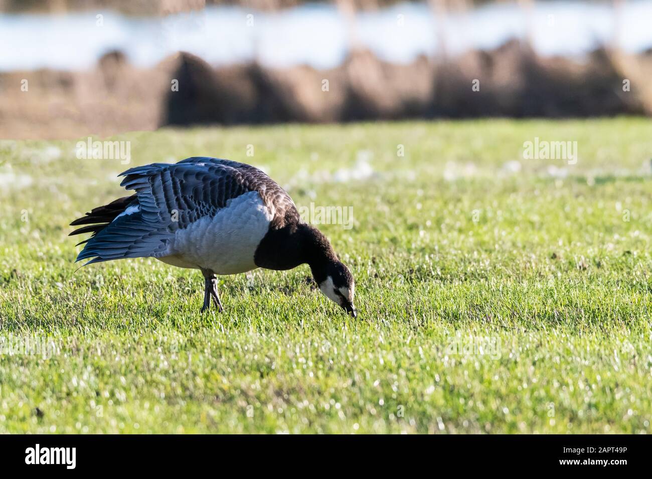 Oland goose hi-res stock photography and images - Alamy