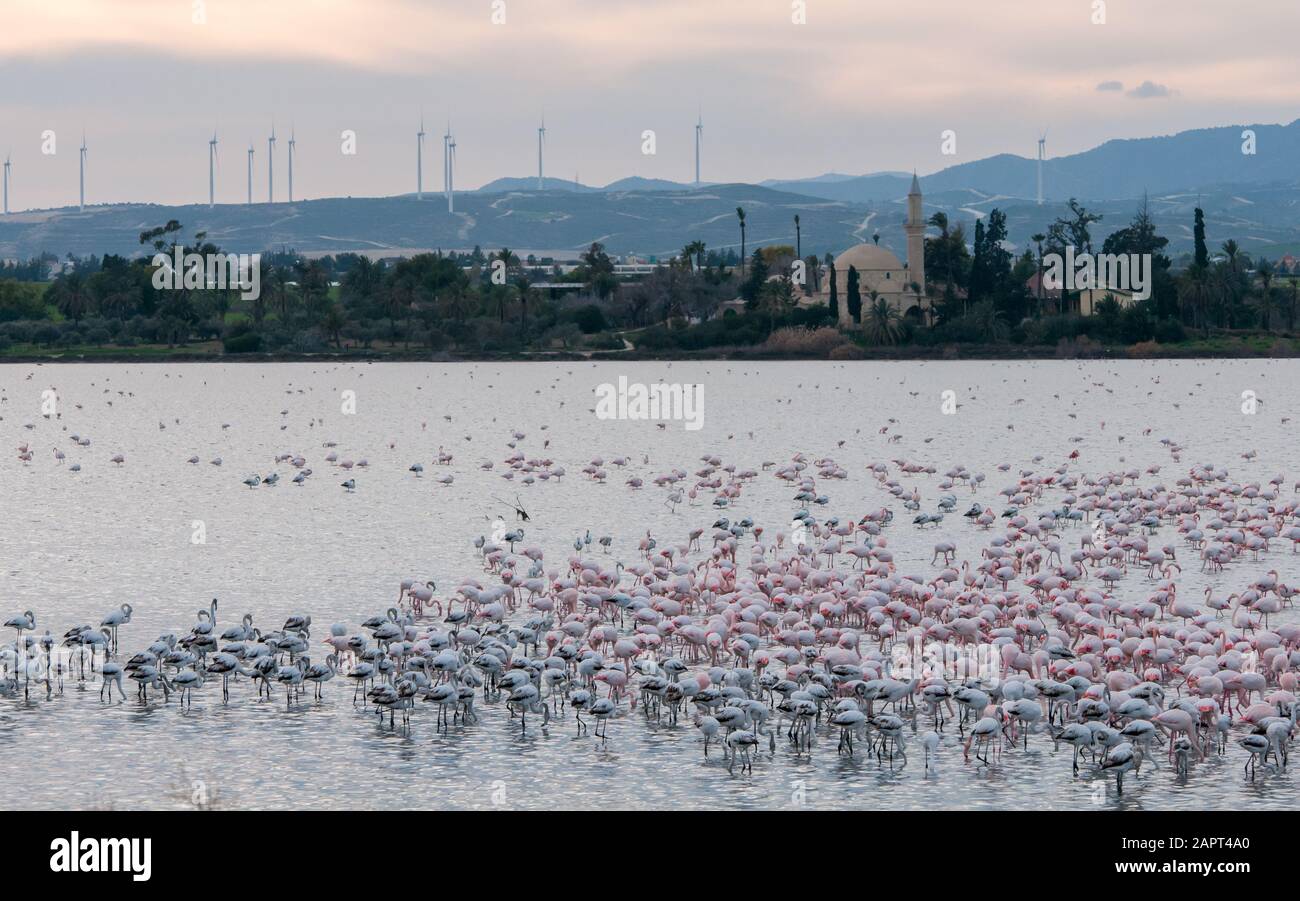 Group of wild Flamingo Birds resting and feeding at the salt lake in ...