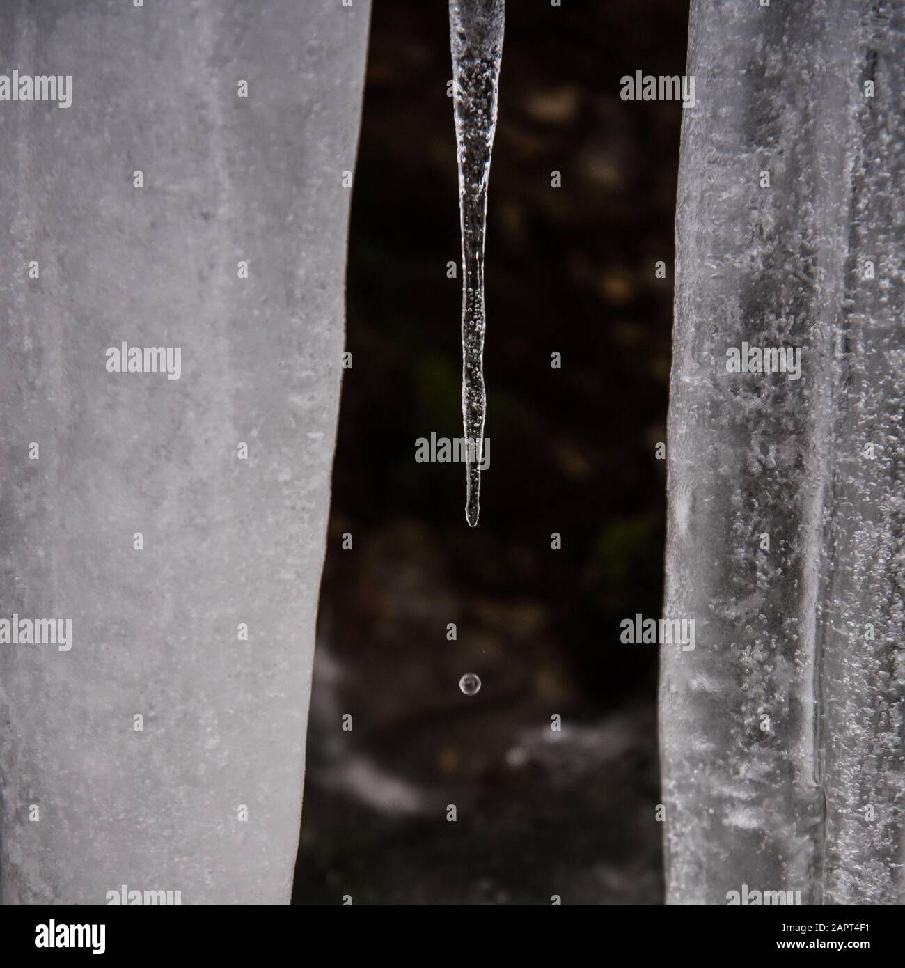 frozen snow in the forest Stock Photo - Alamy