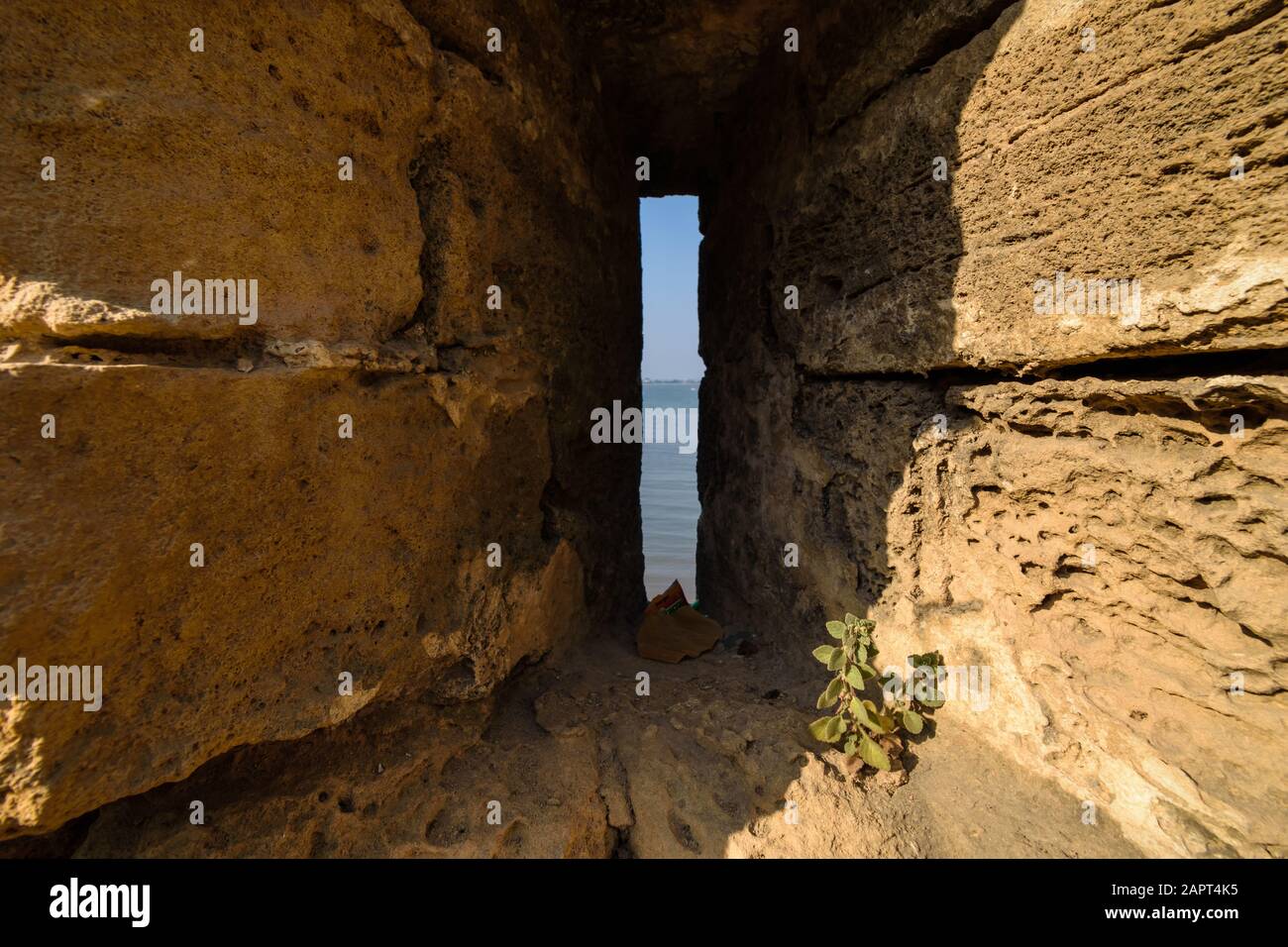 A small, green plant grows on a fortified, laterite wall inside the Diu ...