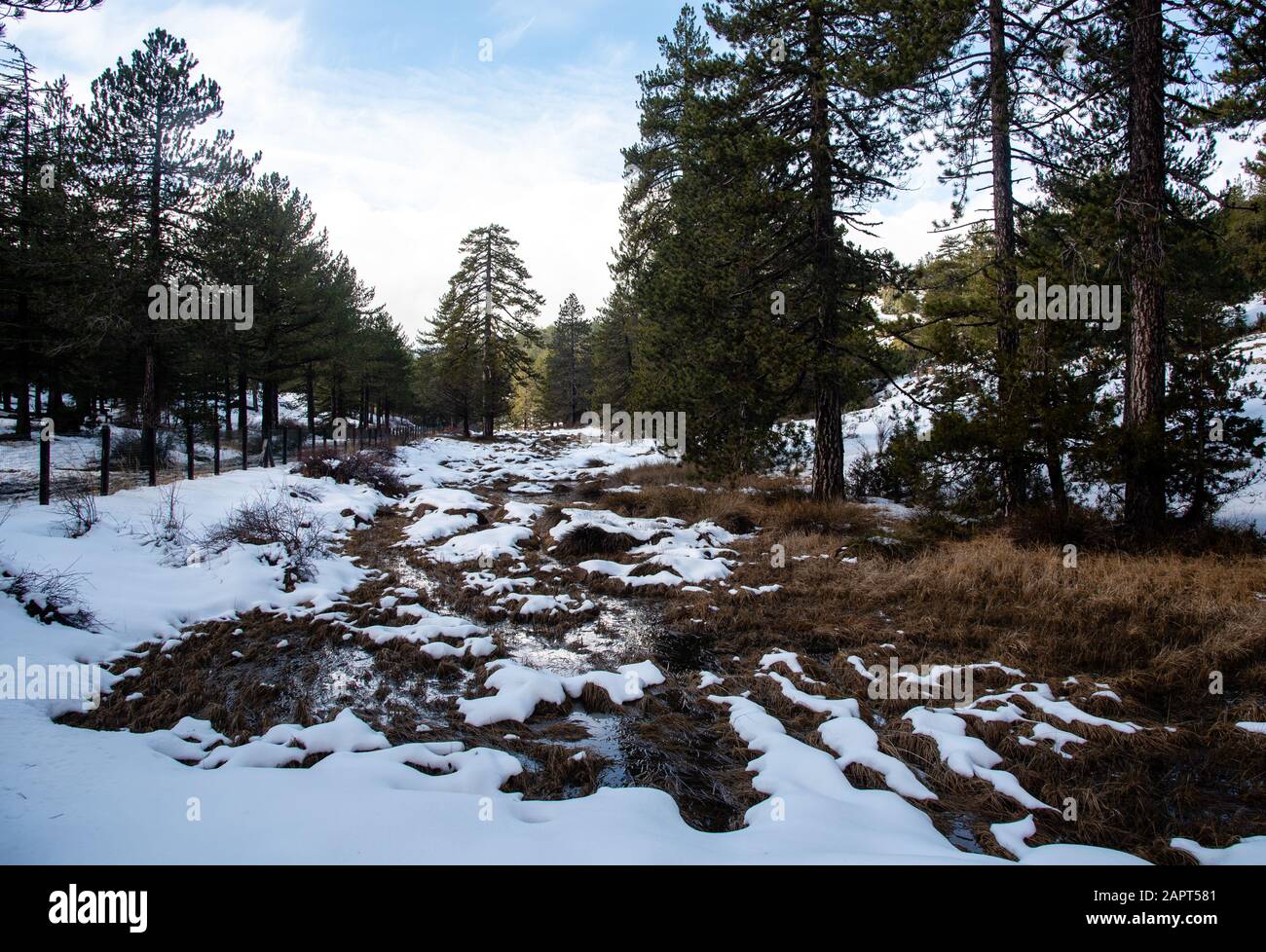 Winter forest landscape with mountain covered in snow and pine trees ...