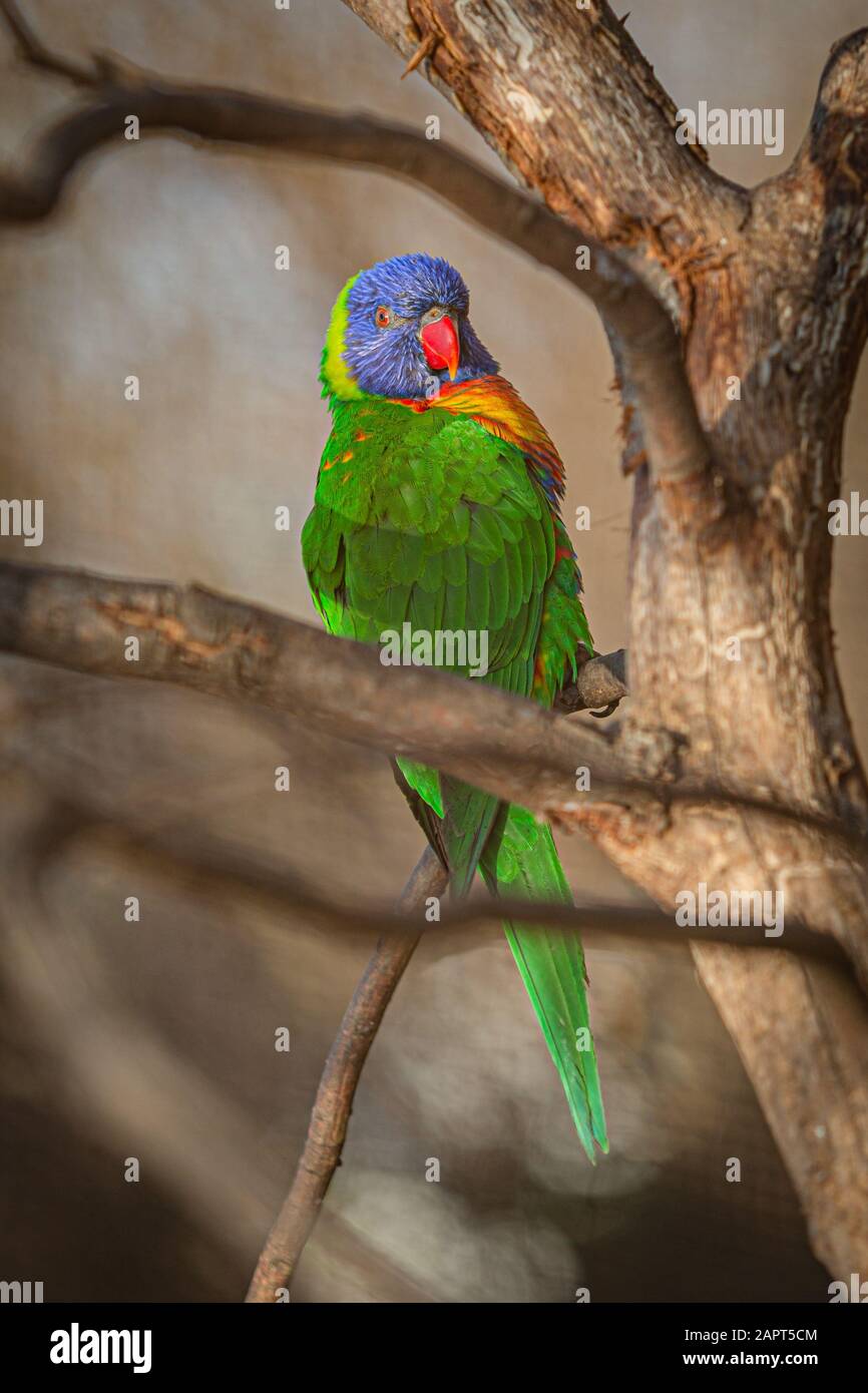 Blue Lorikeet