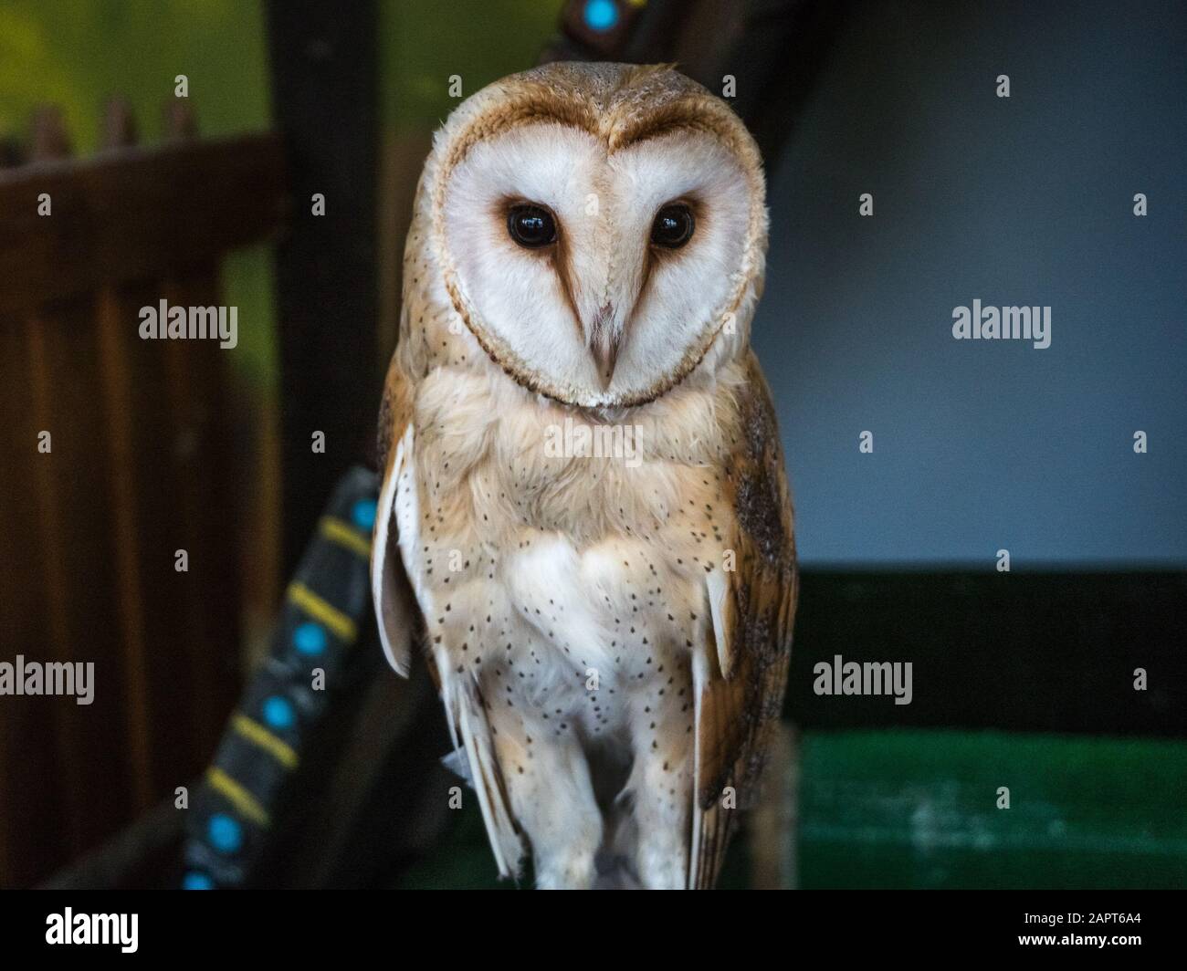 An owl with large round eyes sits in a cage Stock Photo - Alamy
