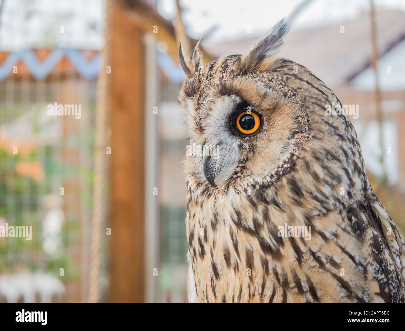 Eagle with white markings hi-res stock photography and images - Alamy