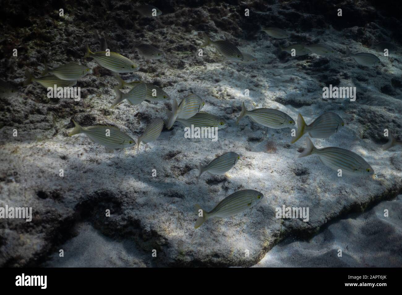 school of fish underwater, Underwater shot with sunrays and fishes in ...