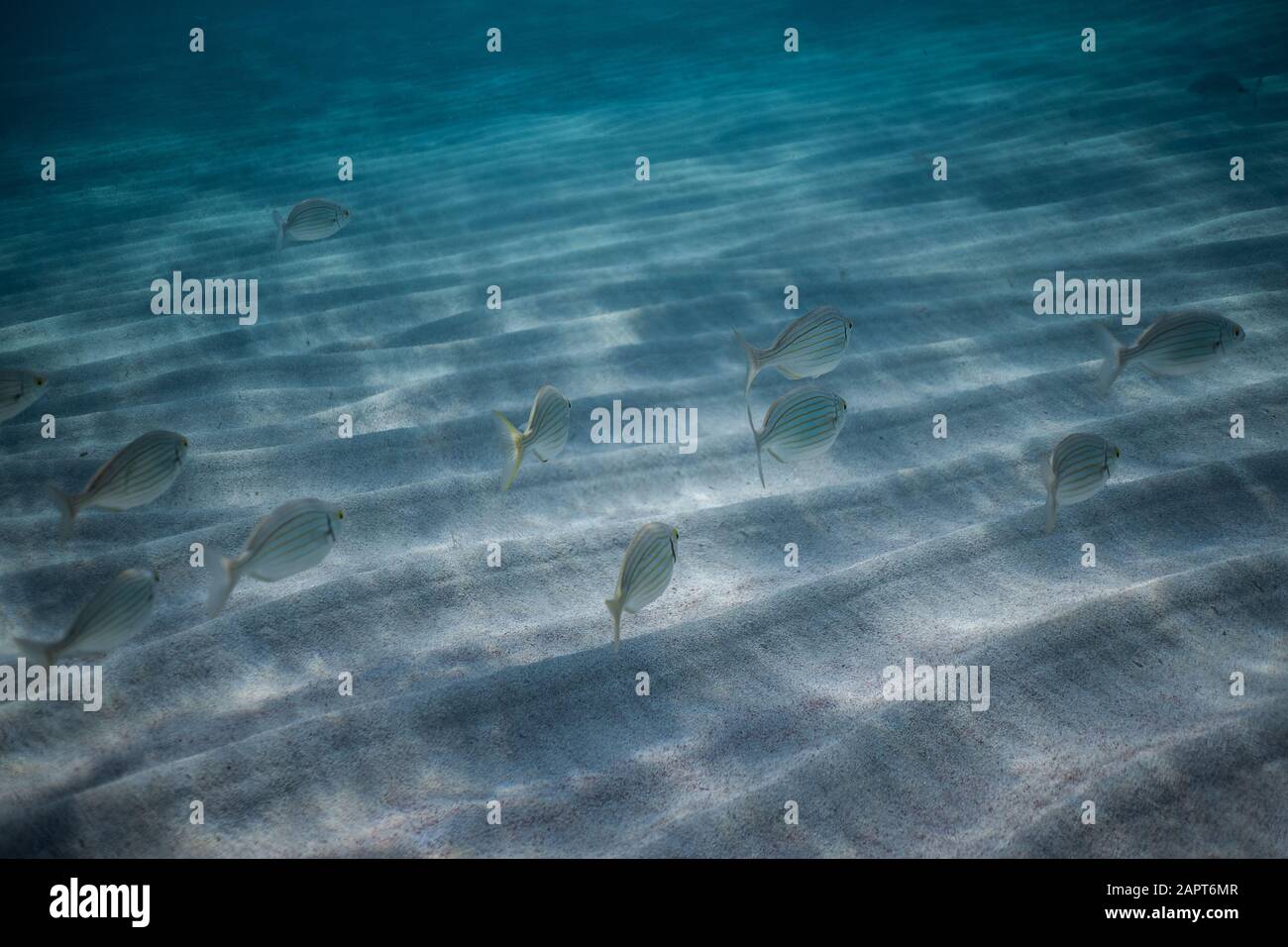 school of fish underwater, Underwater shot with sunrays and fishes in ...