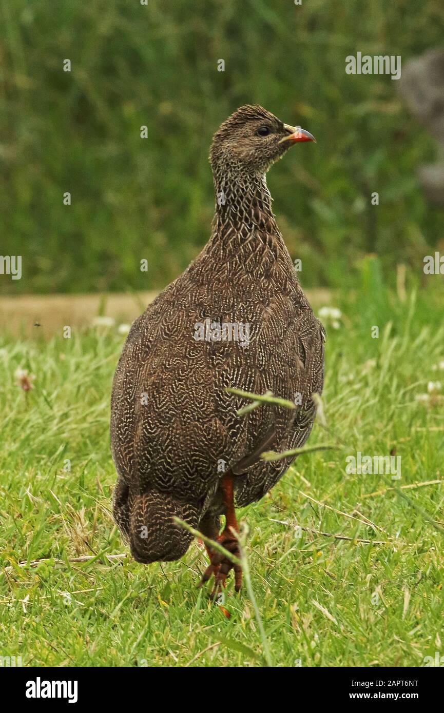 South africa cape spurfowl francolin hi-res stock photography and ...