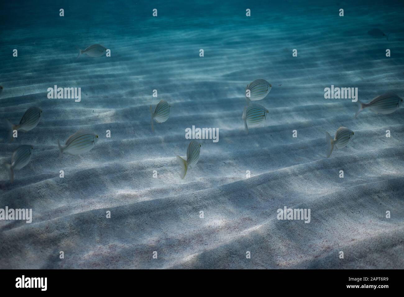 school of fish underwater, Underwater shot with sunrays and fishes in ...