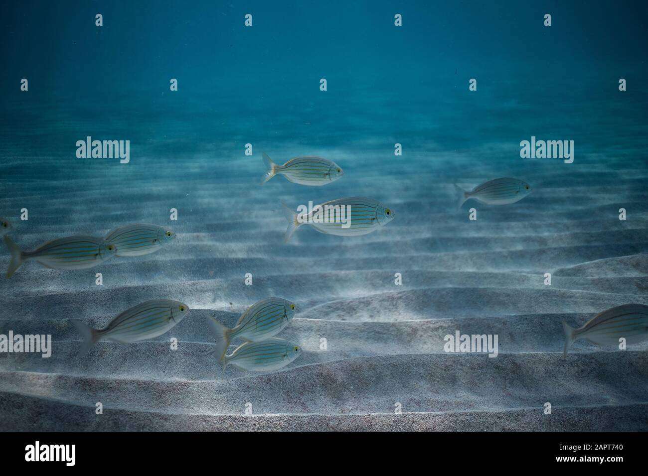school of fish underwater, Underwater shot with sunrays and fishes in ...