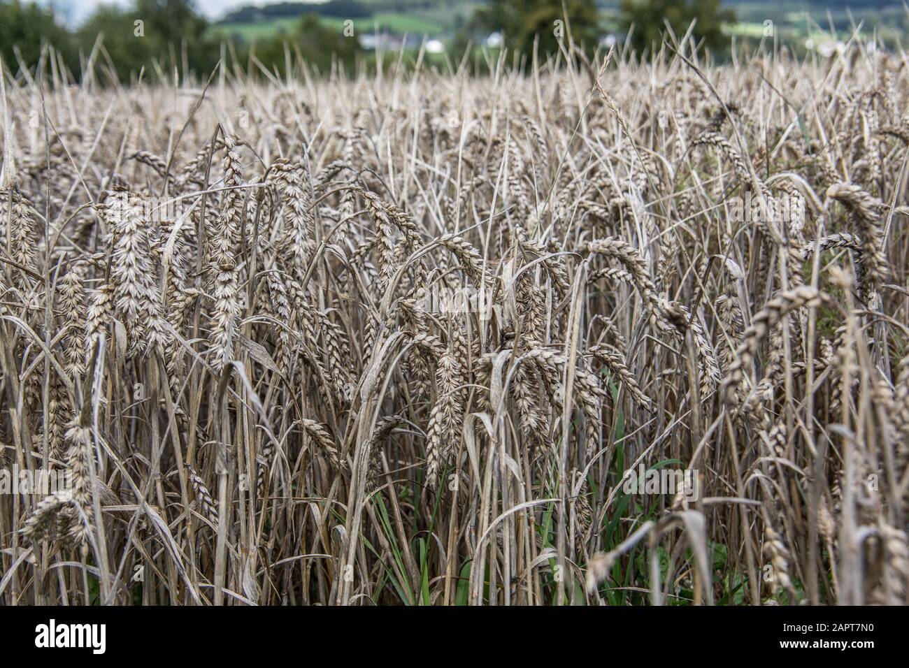ripe grain field in autumn Stock Photo - Alamy