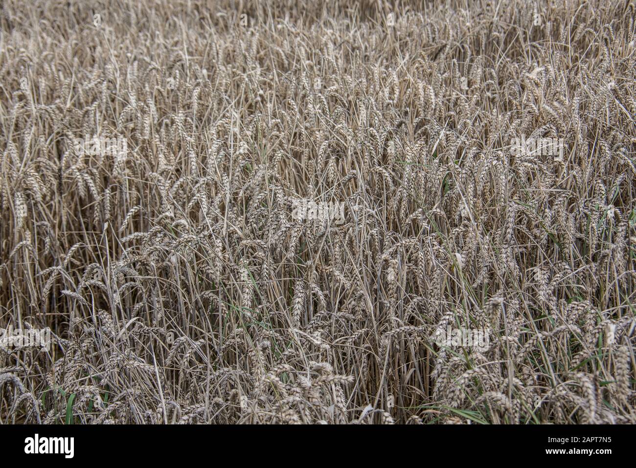 ripe grain field in autumn Stock Photo - Alamy